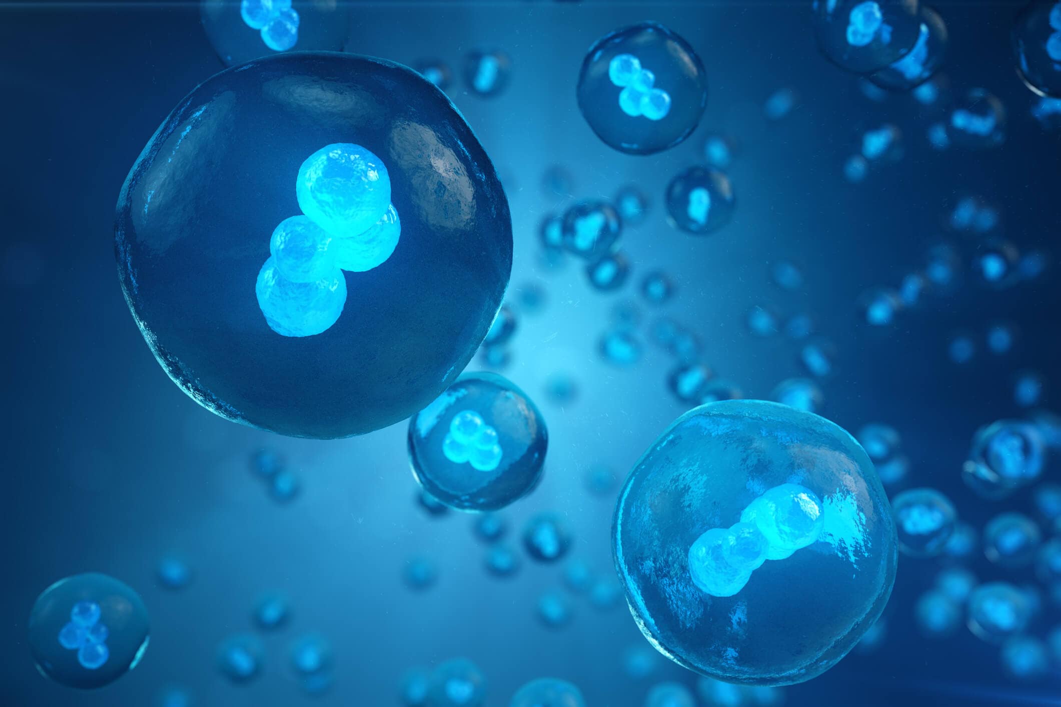 Transferência de Blastocistos » Dr João Dias