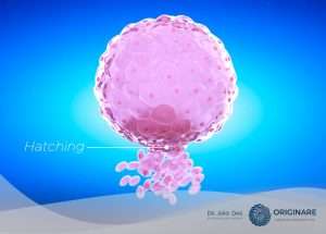 » O que é hatching assistido?